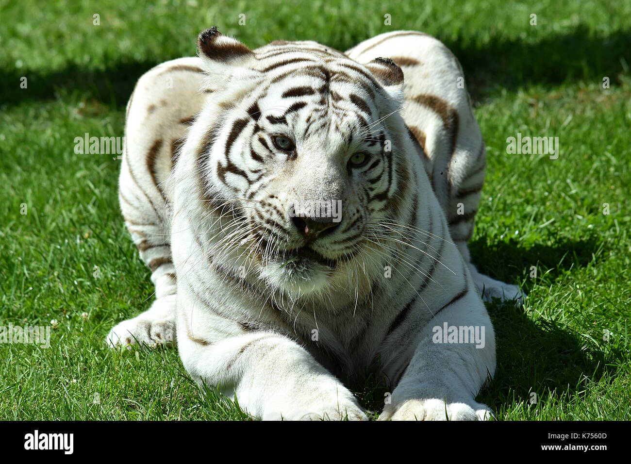 Whitehair hi-res stock photography and images - Alamy