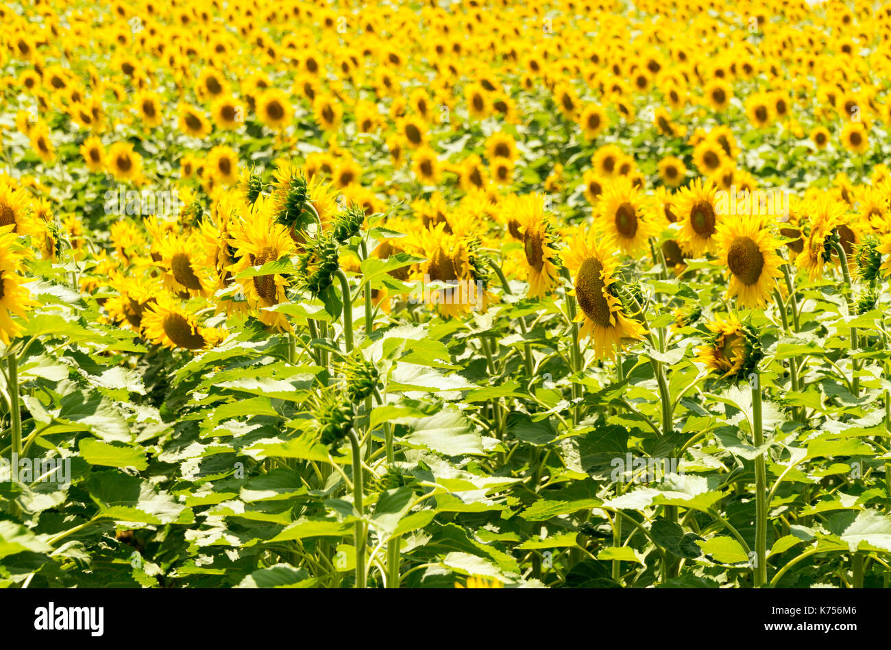 Sunflowers with bright and beautiful seeds in the field under blue sky ...