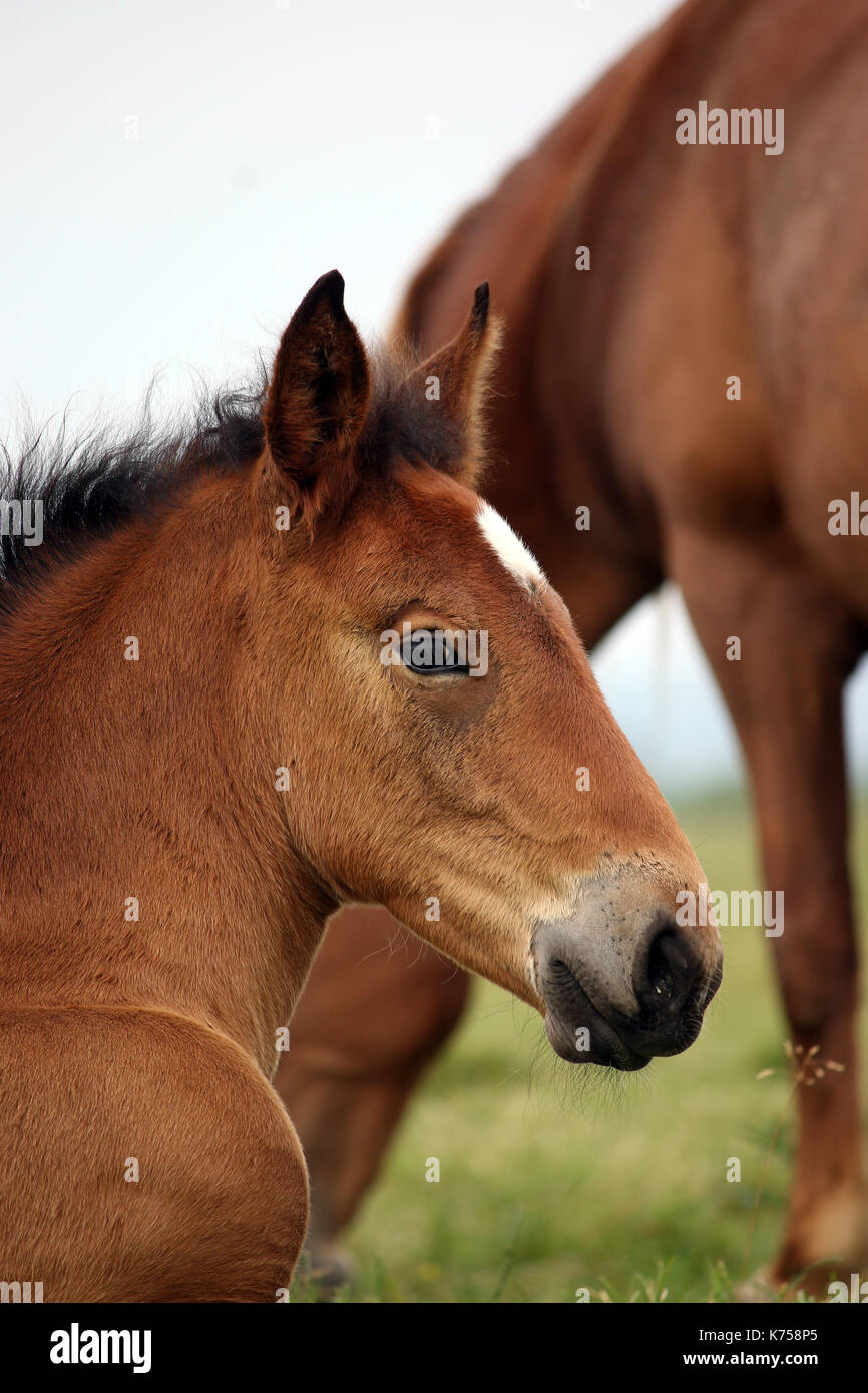 brown horse foal head portrait Stock Photo - Alamy