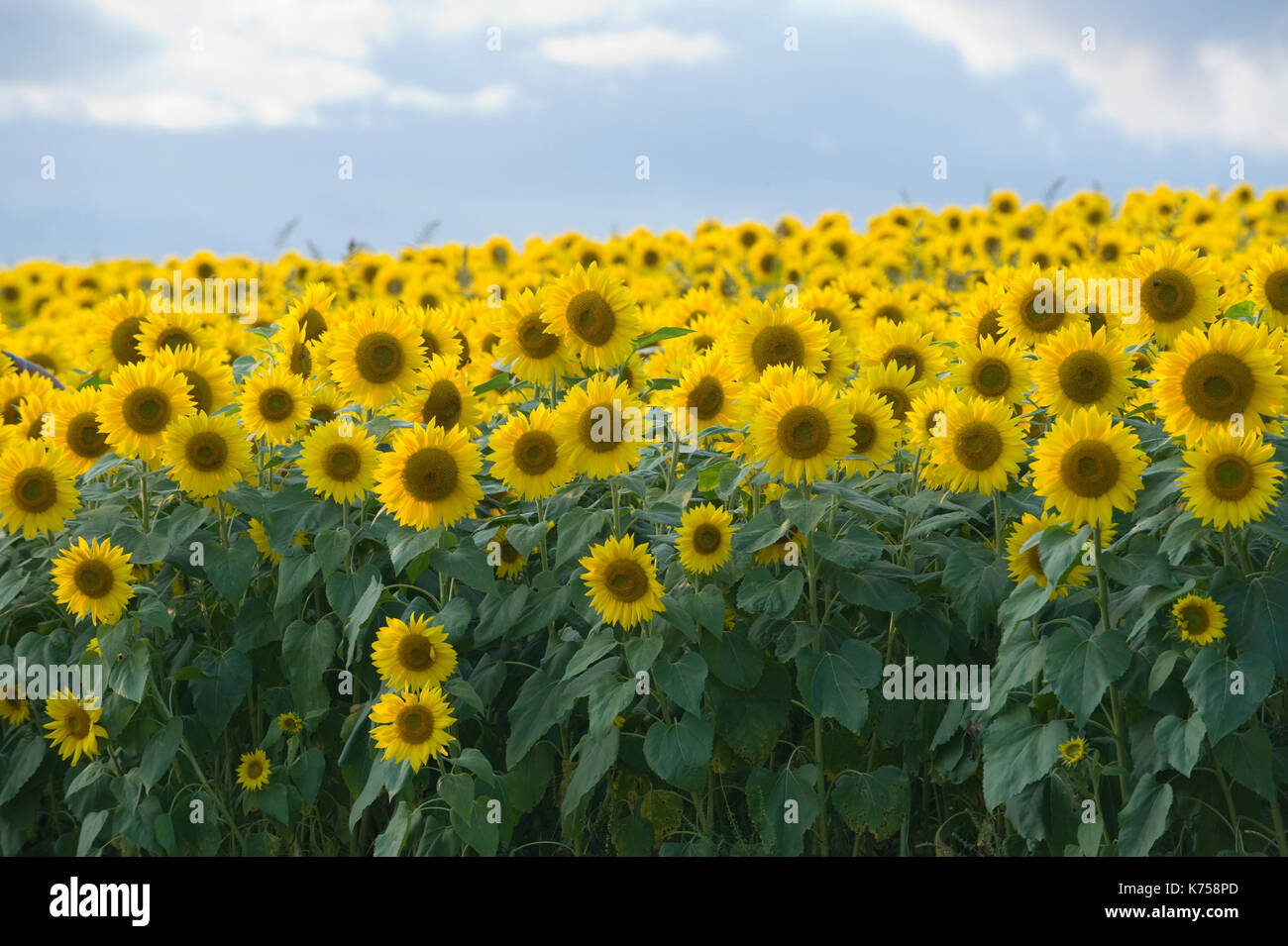 Colby farm hi-res stock photography and images - Alamy