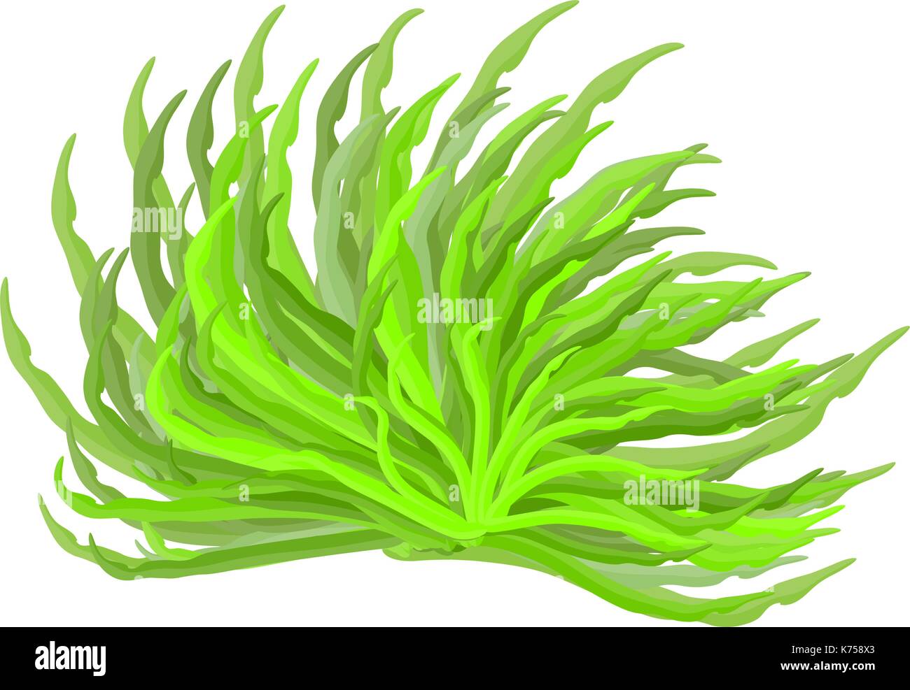 algae vector symbol icon design. Beautiful illustration isolated on ...