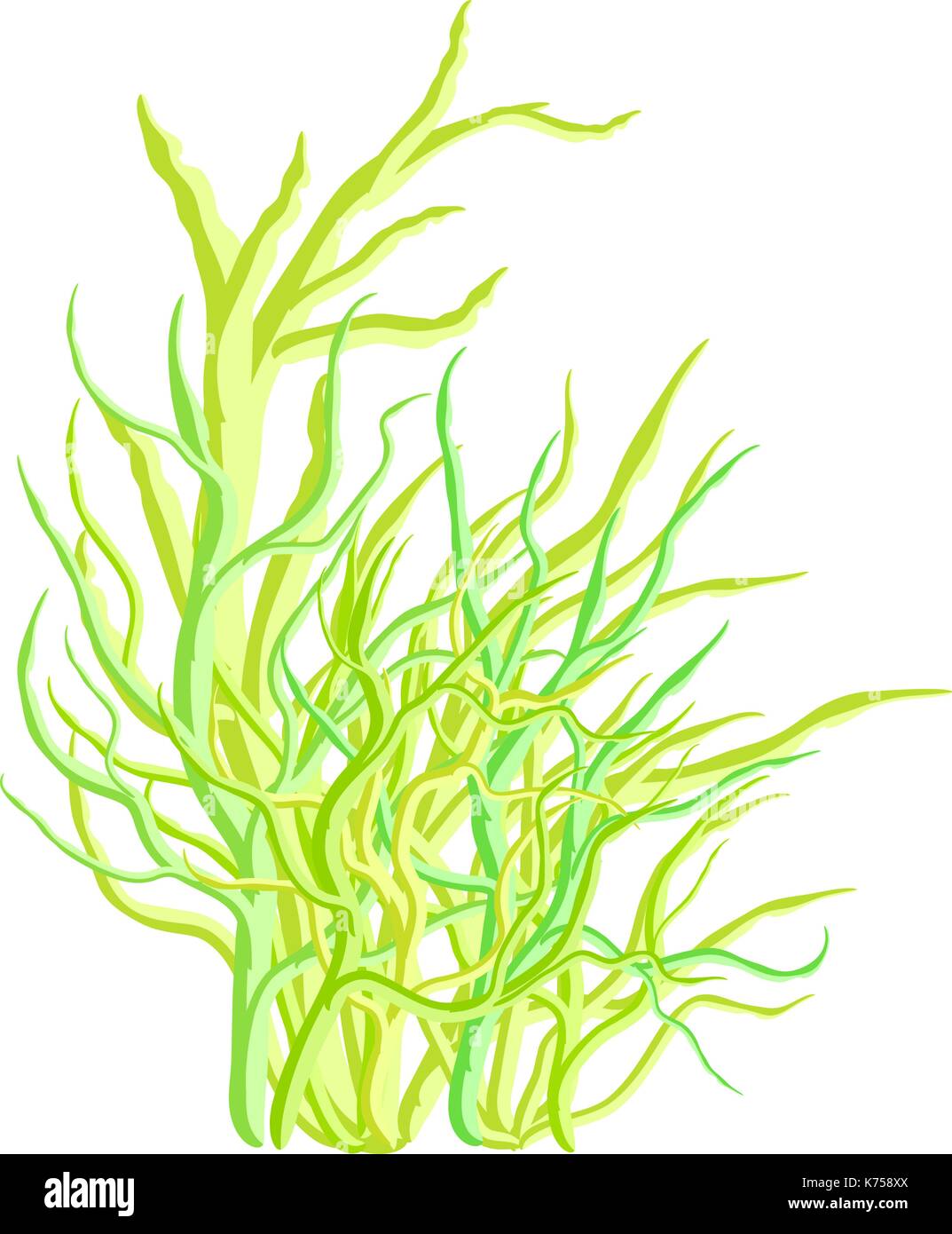 algae vector symbol icon design. Beautiful illustration isolated on ...