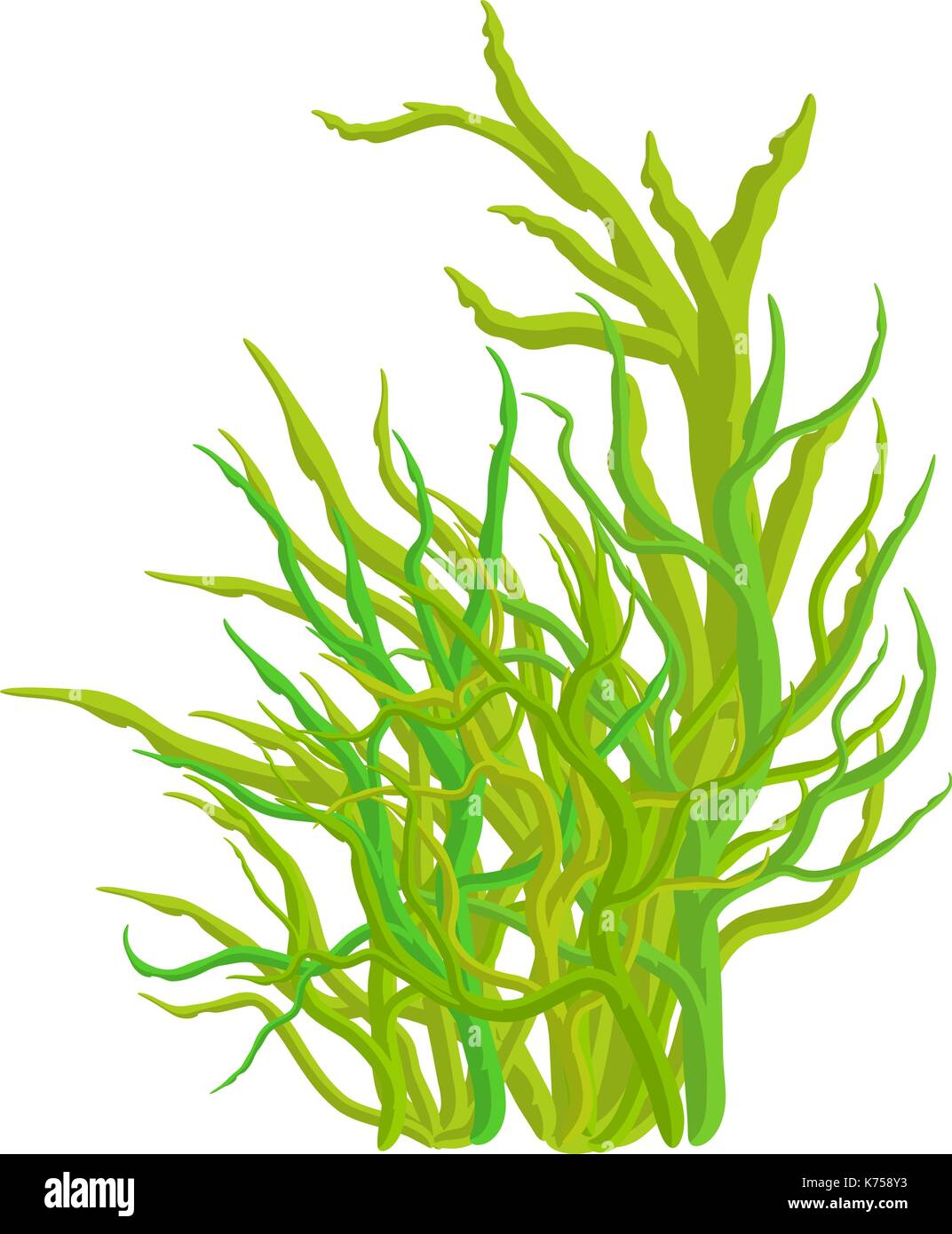 algae vector symbol icon design. Beautiful illustration isolated on ...