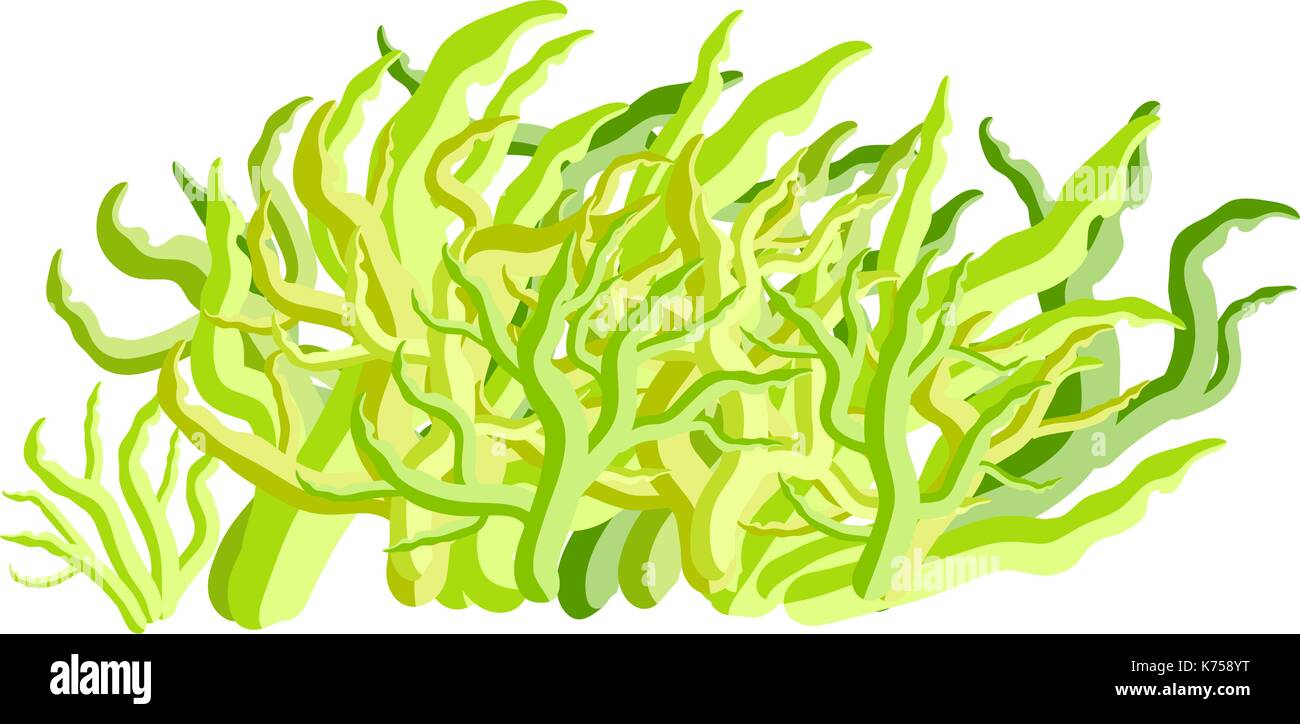 algae vector symbol icon design. Beautiful illustration isolated on ...