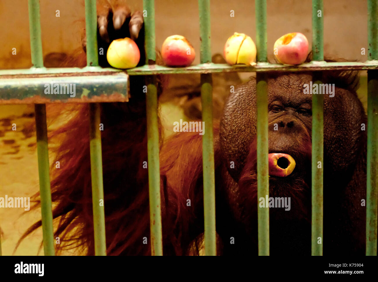 Pongo primate hi-res stock photography and images - Alamy