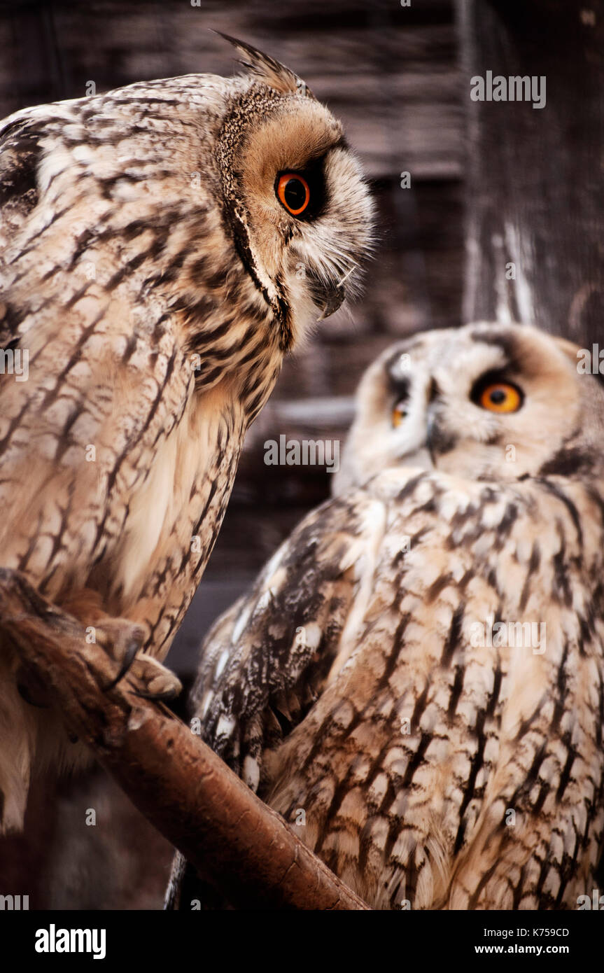 Eared Owls High Resolution Stock Photography and Images - Alamy