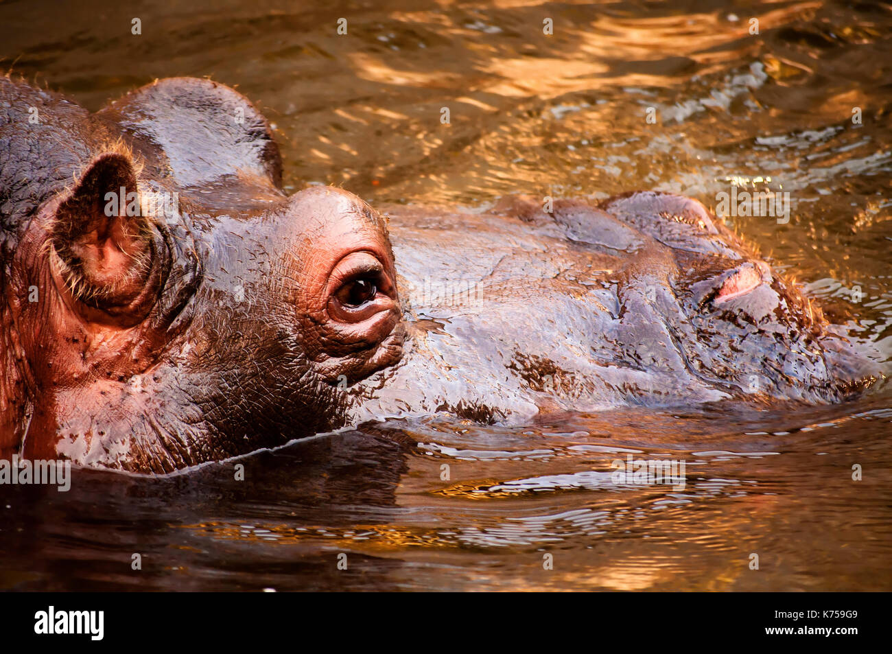 Dangerous hippo hi-res stock photography and images - Alamy