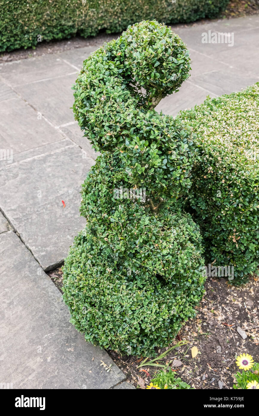 Topiary at University of Nottingham Stock Photo - Alamy