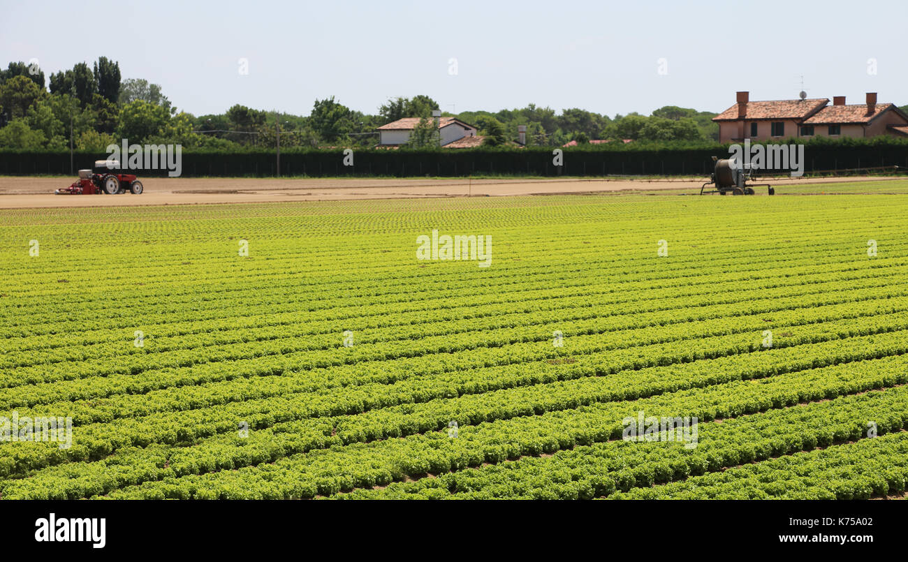 cultivated lettuce field in an intensive farming plantation Stock Photo ...