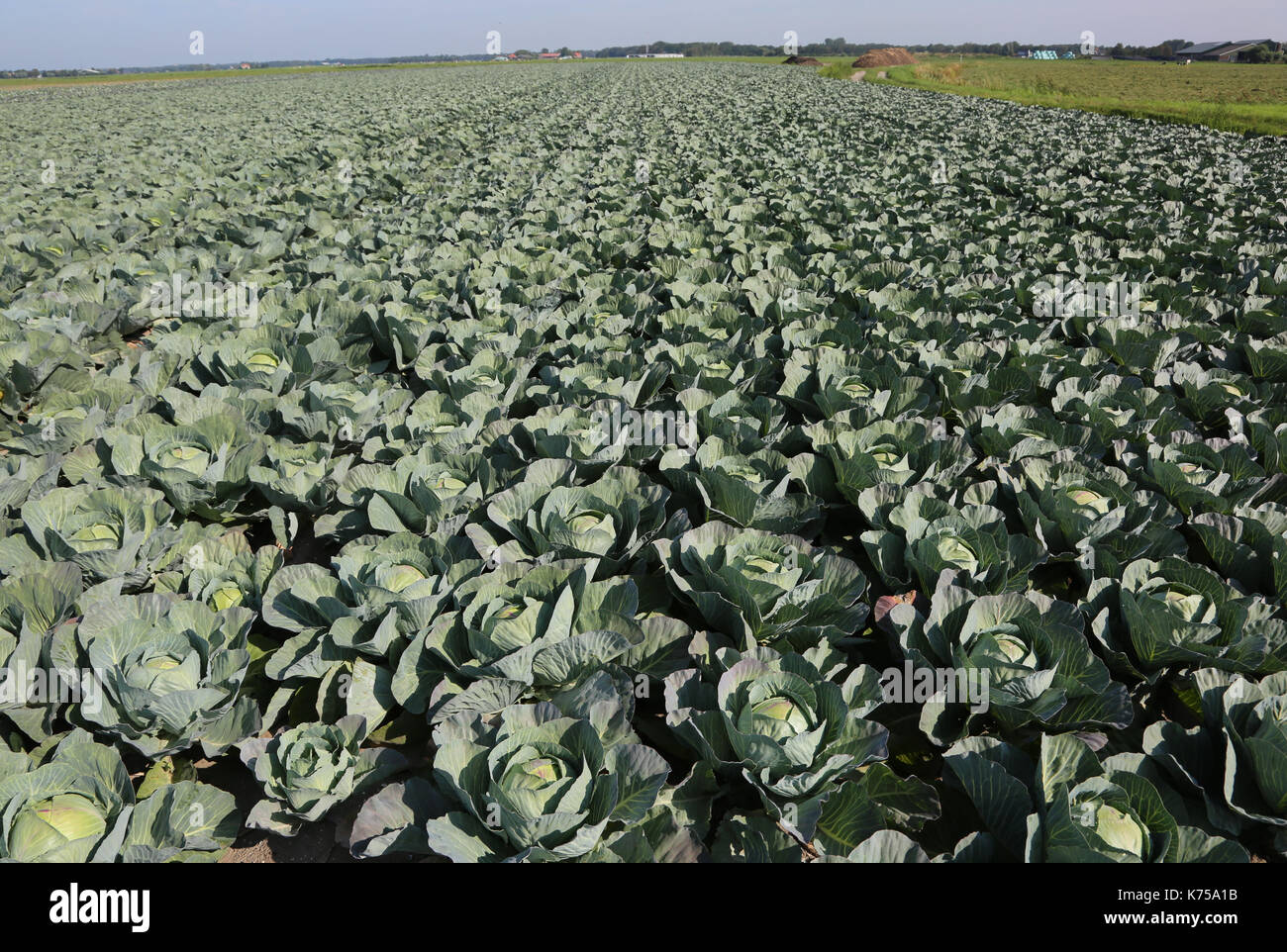 lots of green cabbages in a very fertile field with sandy soil Stock ...