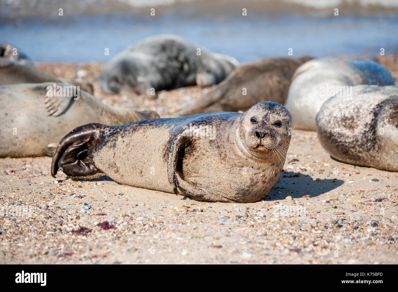 Atlantic Grey Seal Stock Photo - Alamy