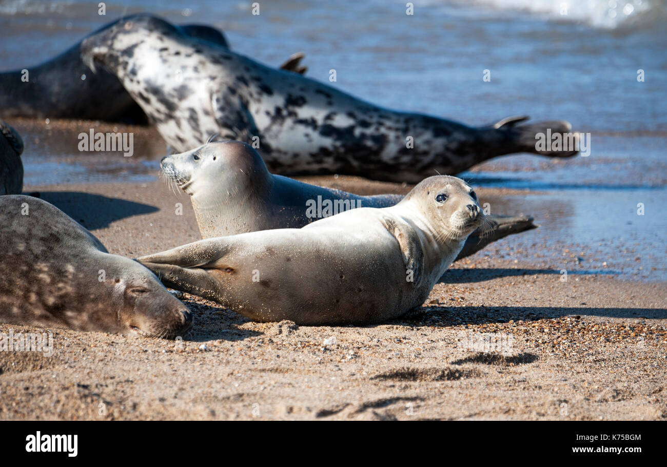 Atlantic Grey Seal Stock Photo - Alamy