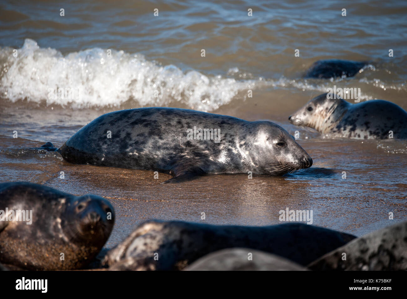 Atlantic Grey Seal Stock Photo - Alamy