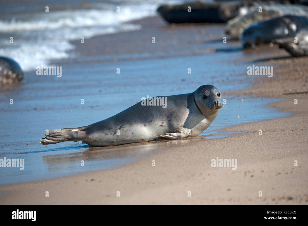 Atlantic Grey Seal Stock Photo - Alamy