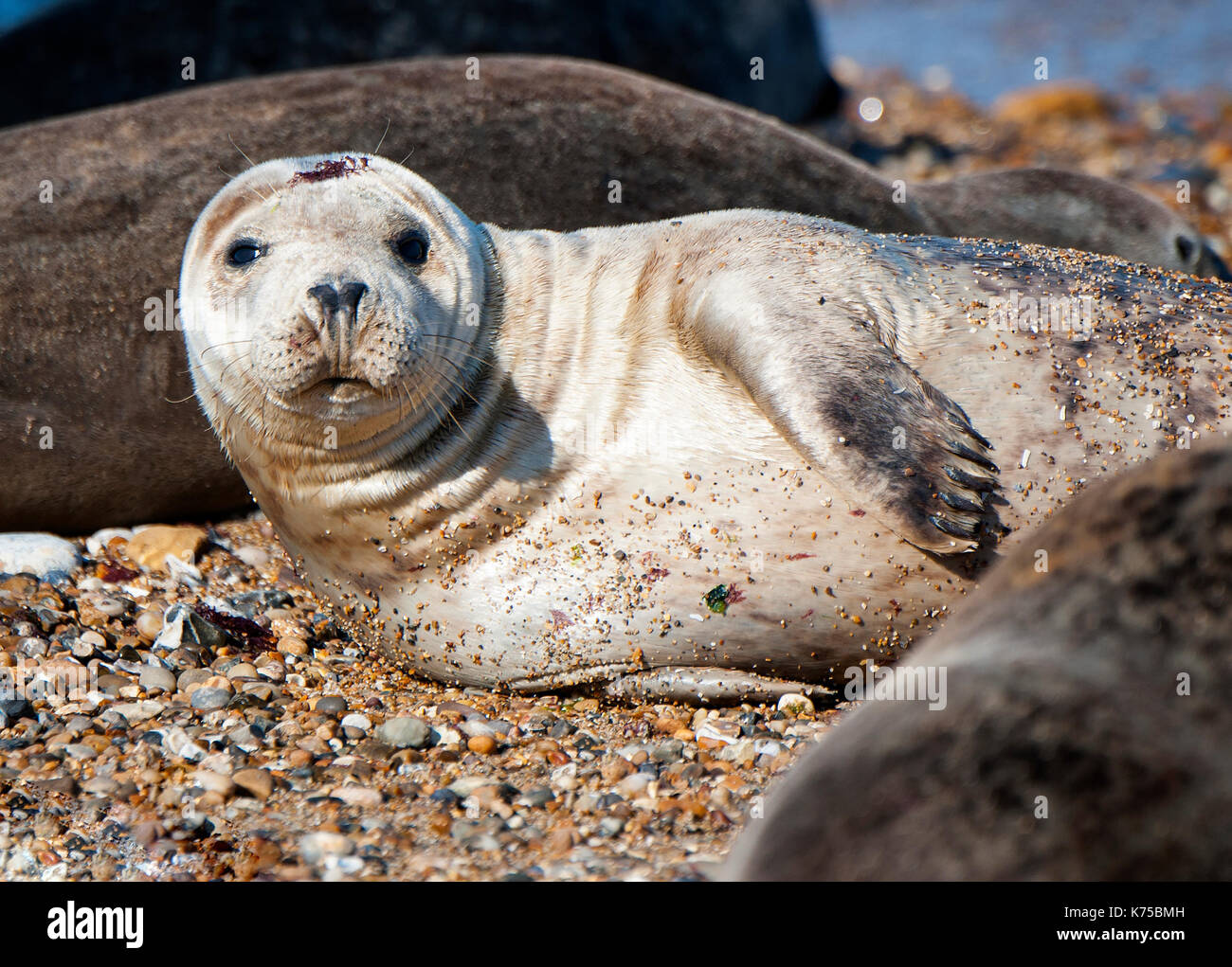 Atlantic Grey Seal Stock Photo - Alamy