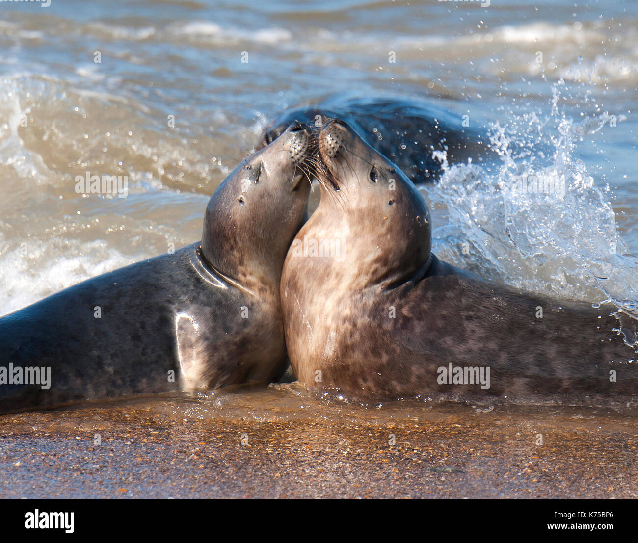 Atlantic Grey Seal Stock Photo - Alamy
