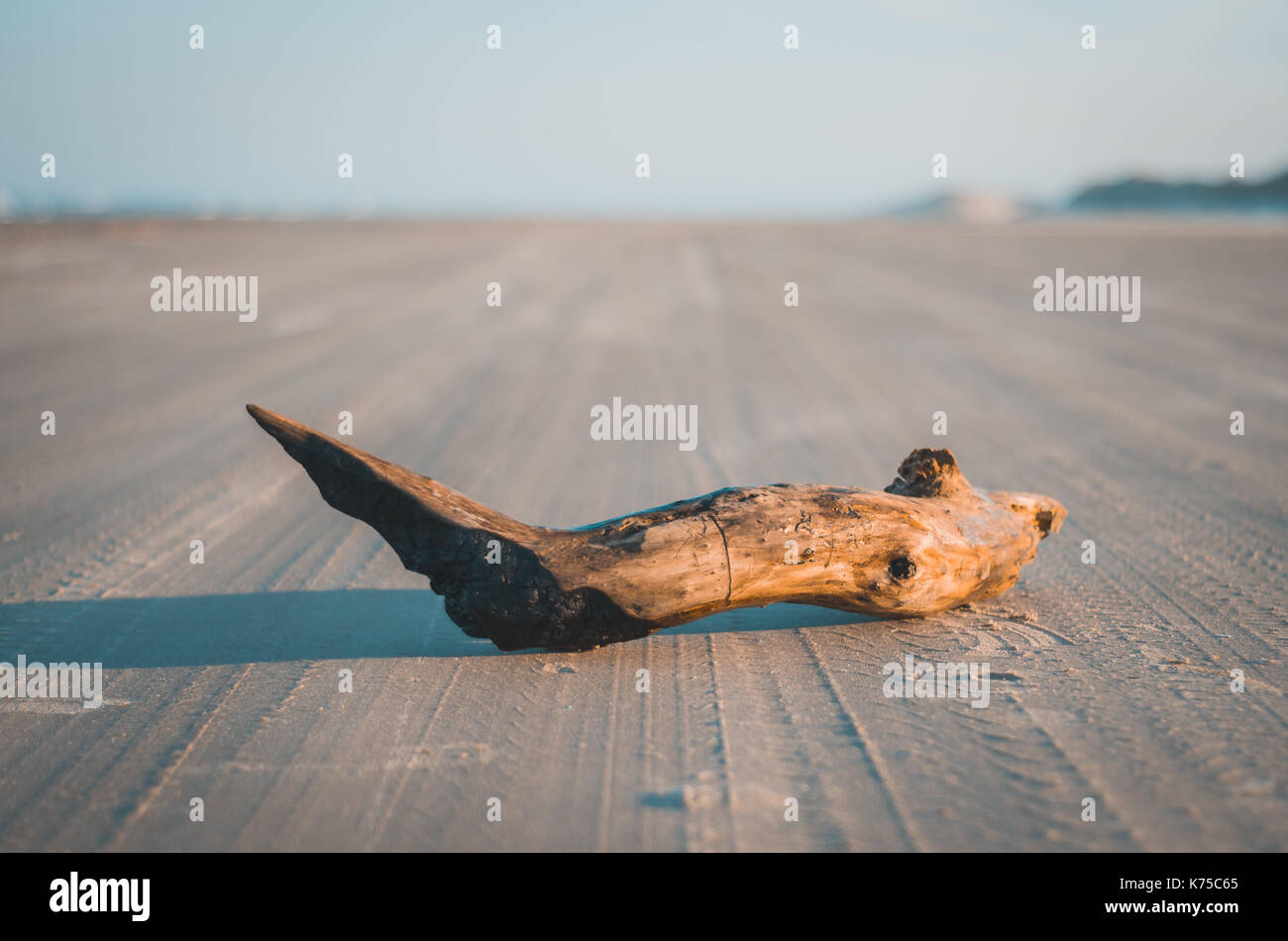 Tree trunk on beach path Stock Photo - Alamy