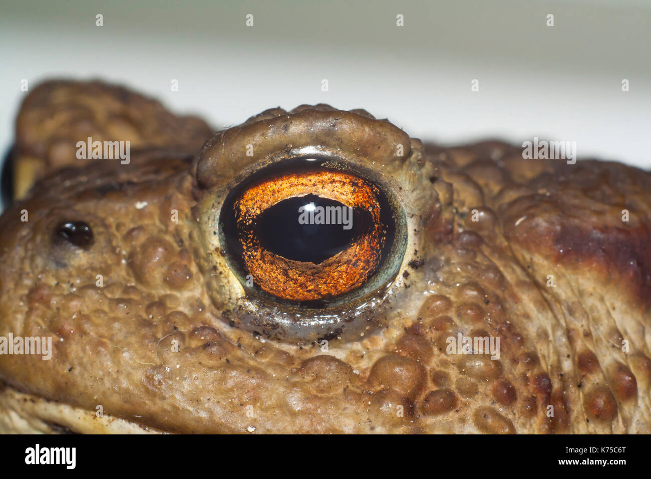 Ground toad hi-res stock photography and images - Alamy