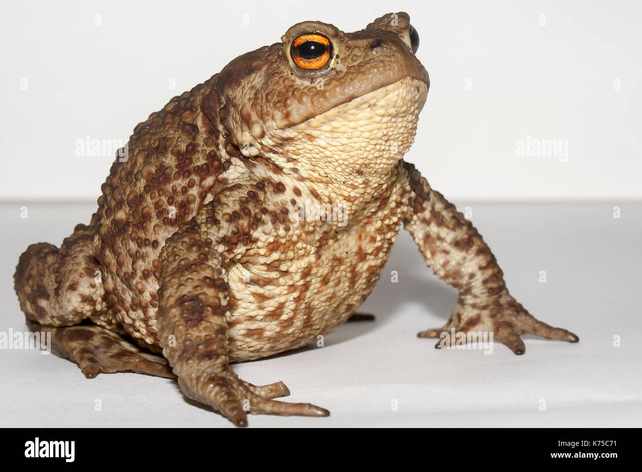 the ground toad closeup on white background Stock Photo - Alamy