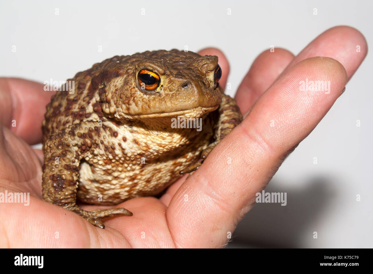 ground toad in the palm of hand closeup Stock Photo - Alamy
