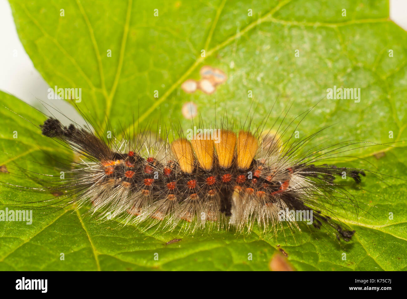 big, hairy caterpillar. maggot of Lymantriinae Stock Photo - Alamy