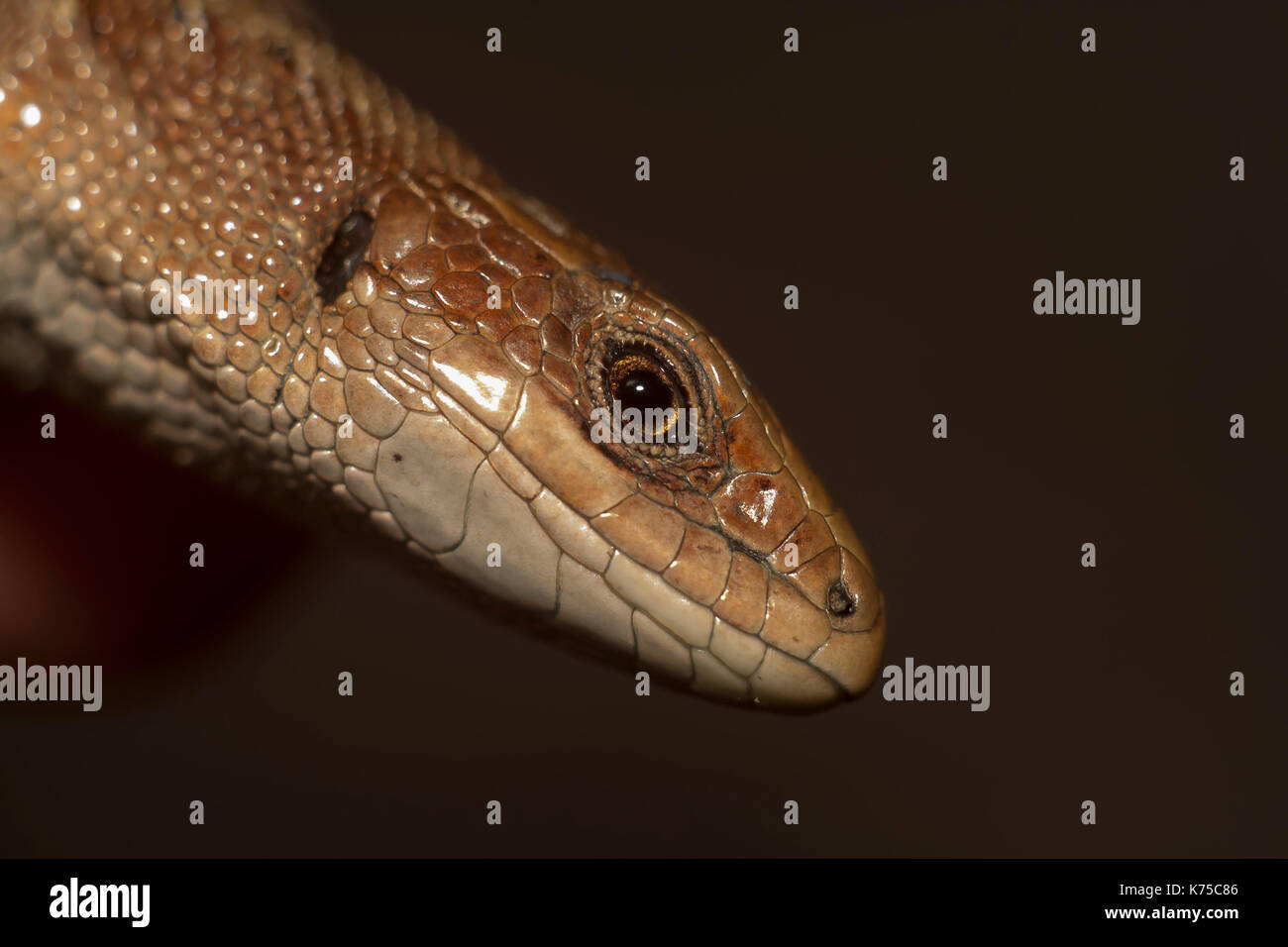 the brown lizard extreme closeup Stock Photo - Alamy