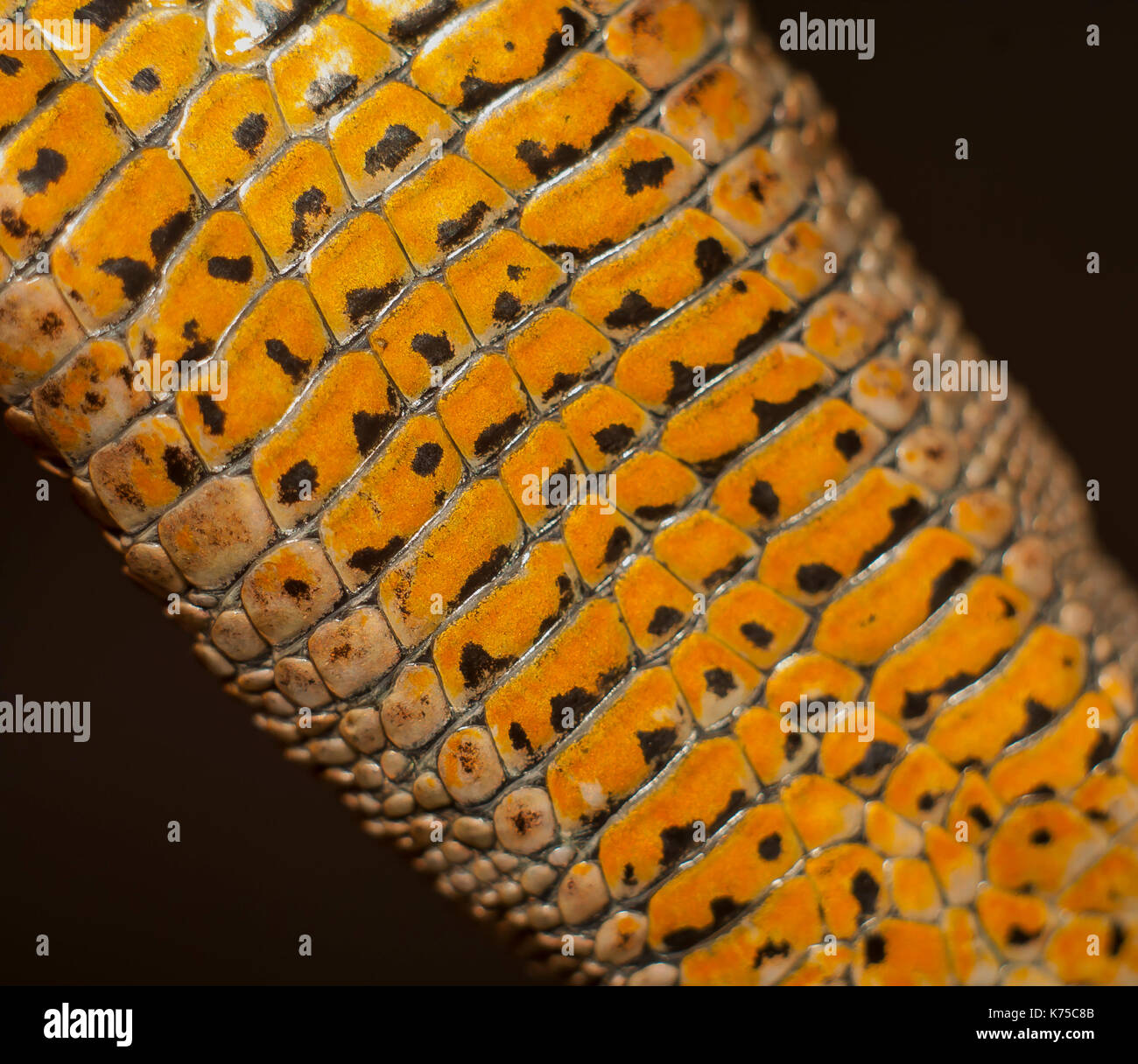 skin of lizard closeup texture background Stock Photo - Alamy