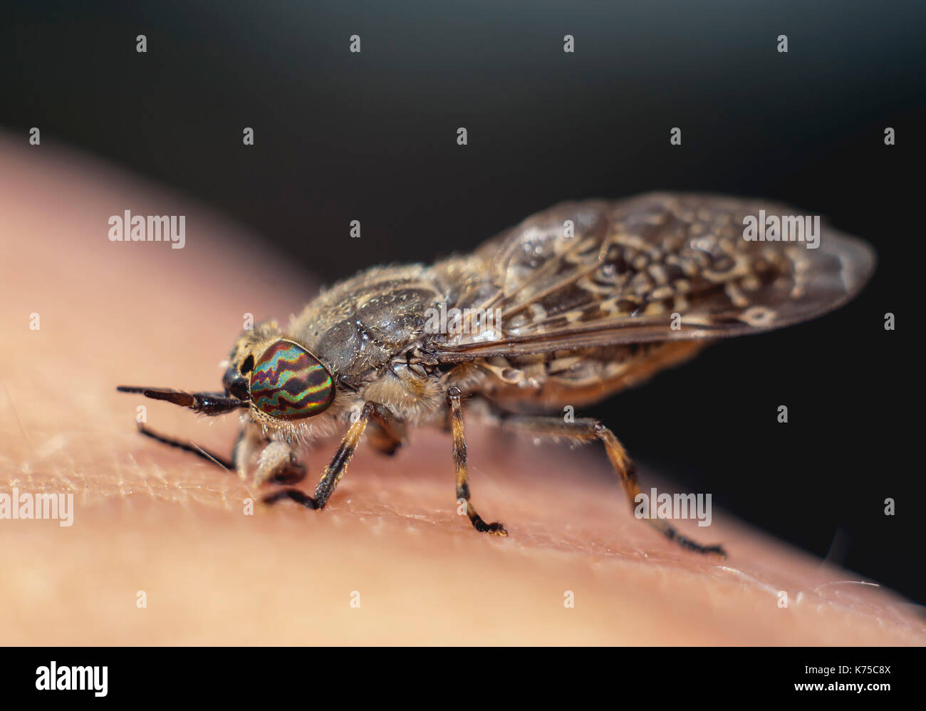 horsefly on the human hand Stock Photo - Alamy