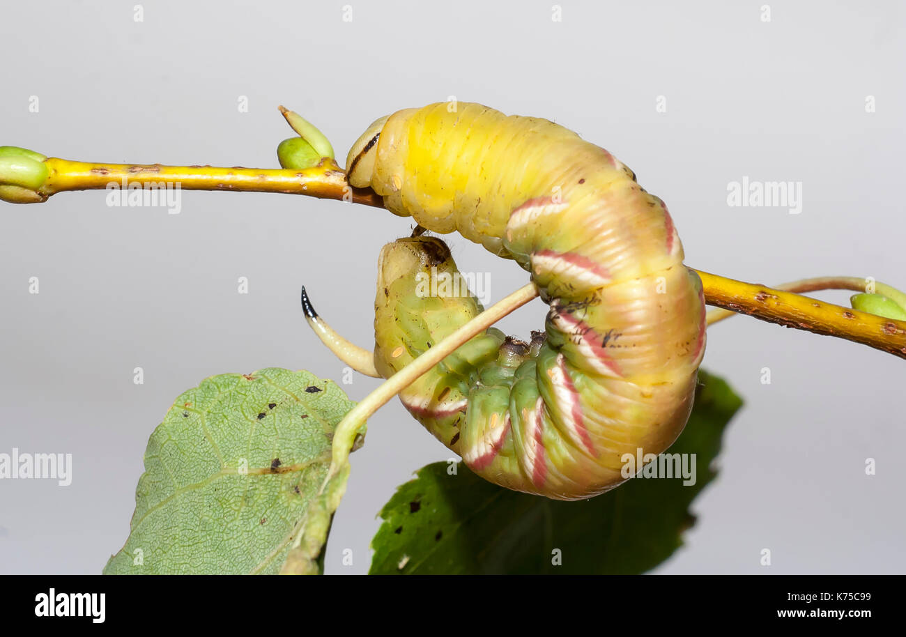 caterpillar of sphinx ligustri on green leaf Stock Photo - Alamy