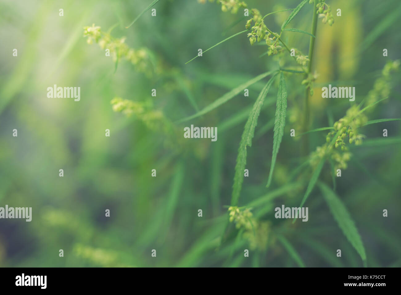 Marijuana penny stock hi-res stock photography and images - Alamy