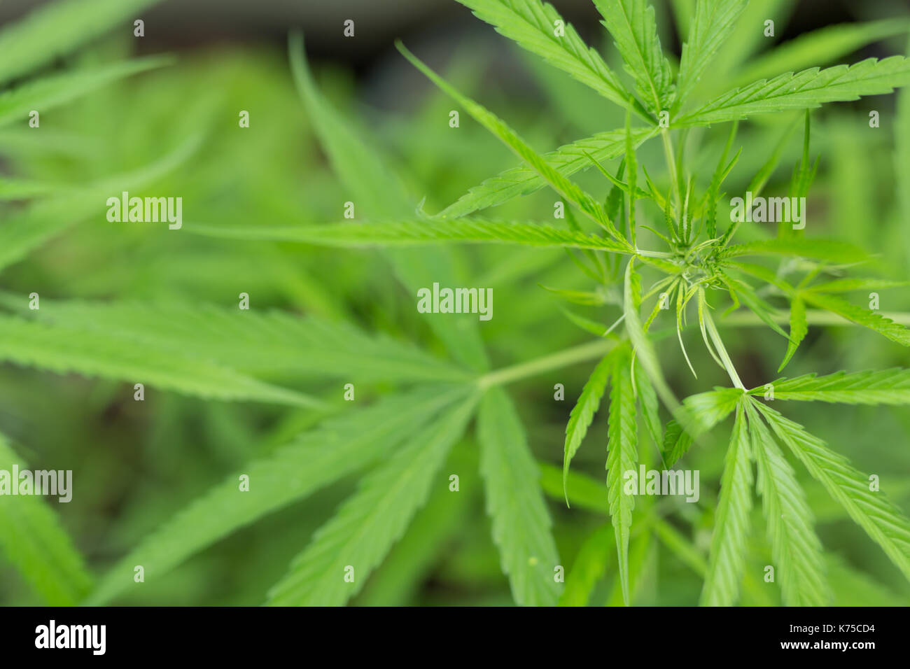 Marijuana penny stock hi-res stock photography and images - Alamy