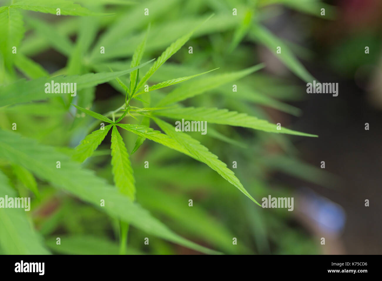 Marijuana penny stock hi-res stock photography and images - Alamy