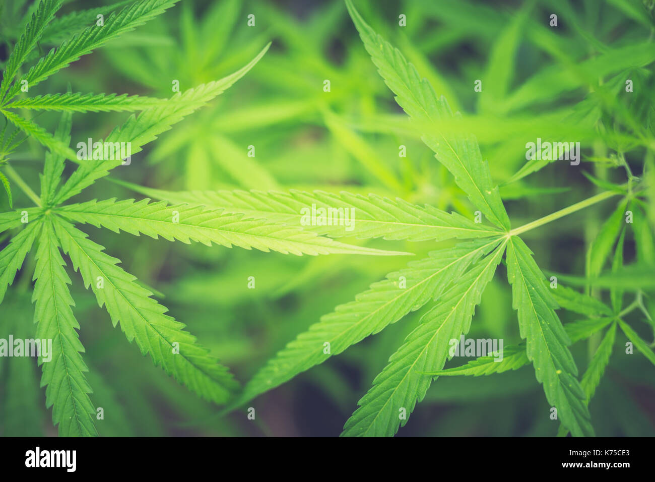 Crop marijuana hi-res stock photography and images - Alamy