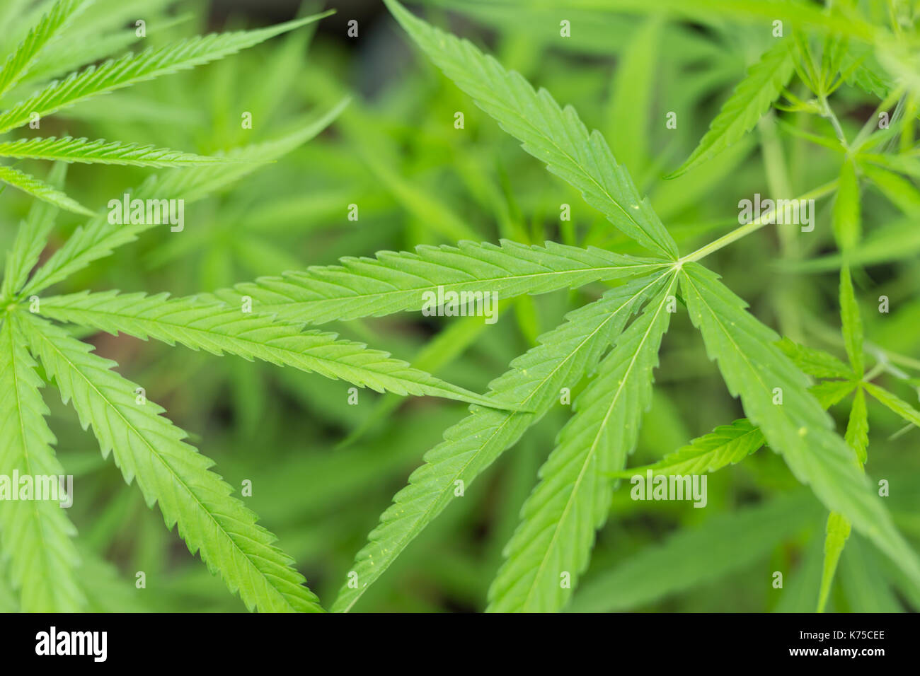 Crop marijuana hi-res stock photography and images - Alamy