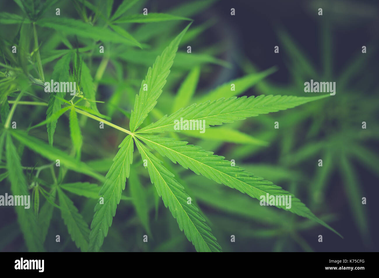 Marijuana penny stock hi-res stock photography and images - Alamy
