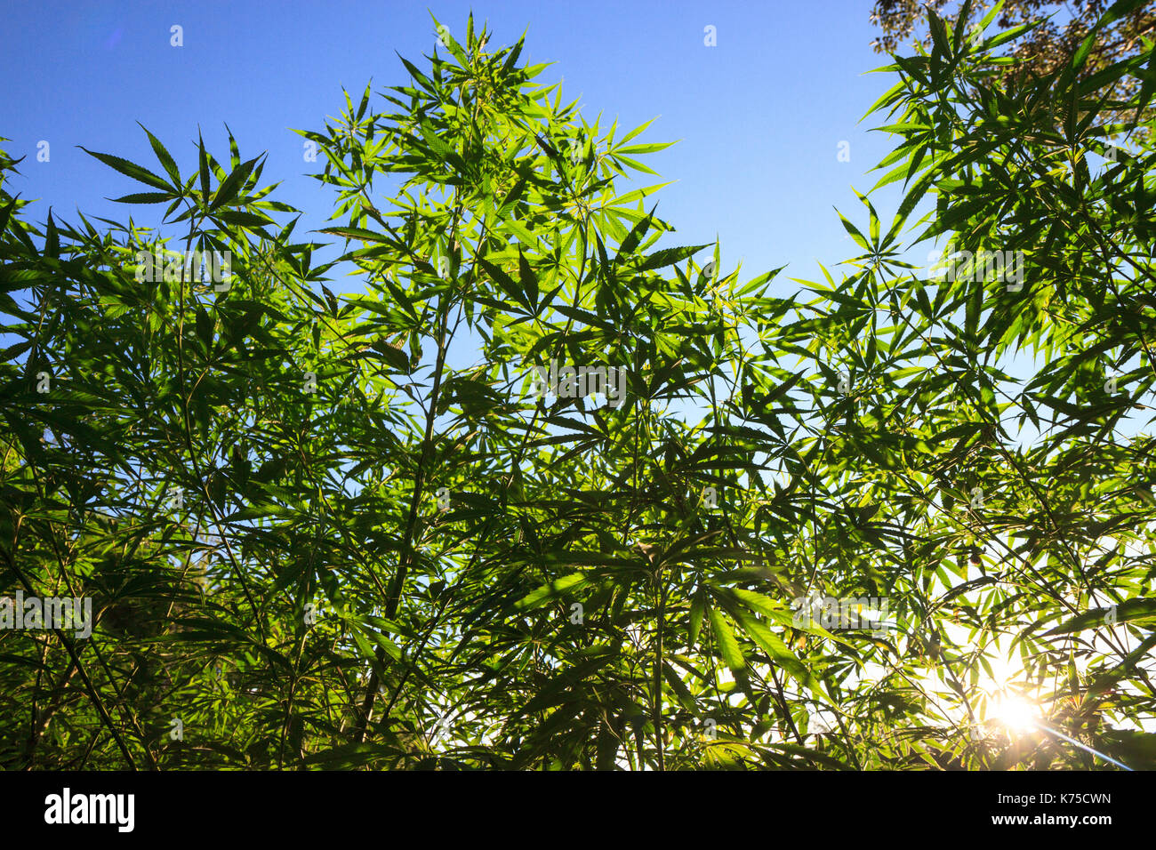 Marijuana penny stock hi-res stock photography and images - Alamy
