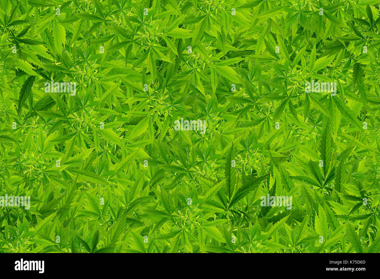 White smoke frame blank hi-res stock photography and images - Alamy