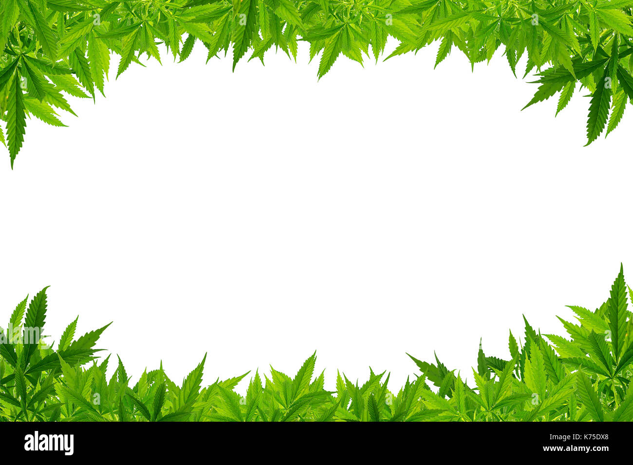 Marijuana frame with white blank space Stock Photo - Alamy