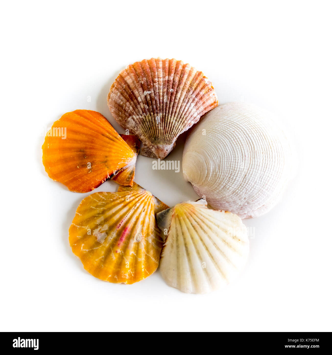 Five seashells of different colors Stock Photo - Alamy