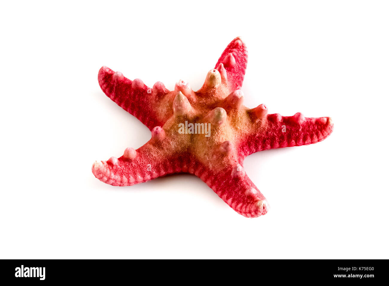 A red starfish Stock Photo - Alamy