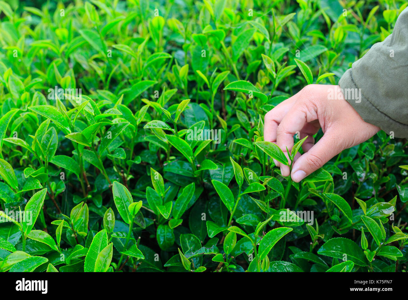 Women collecting tea leaves Stock Photo - Alamy