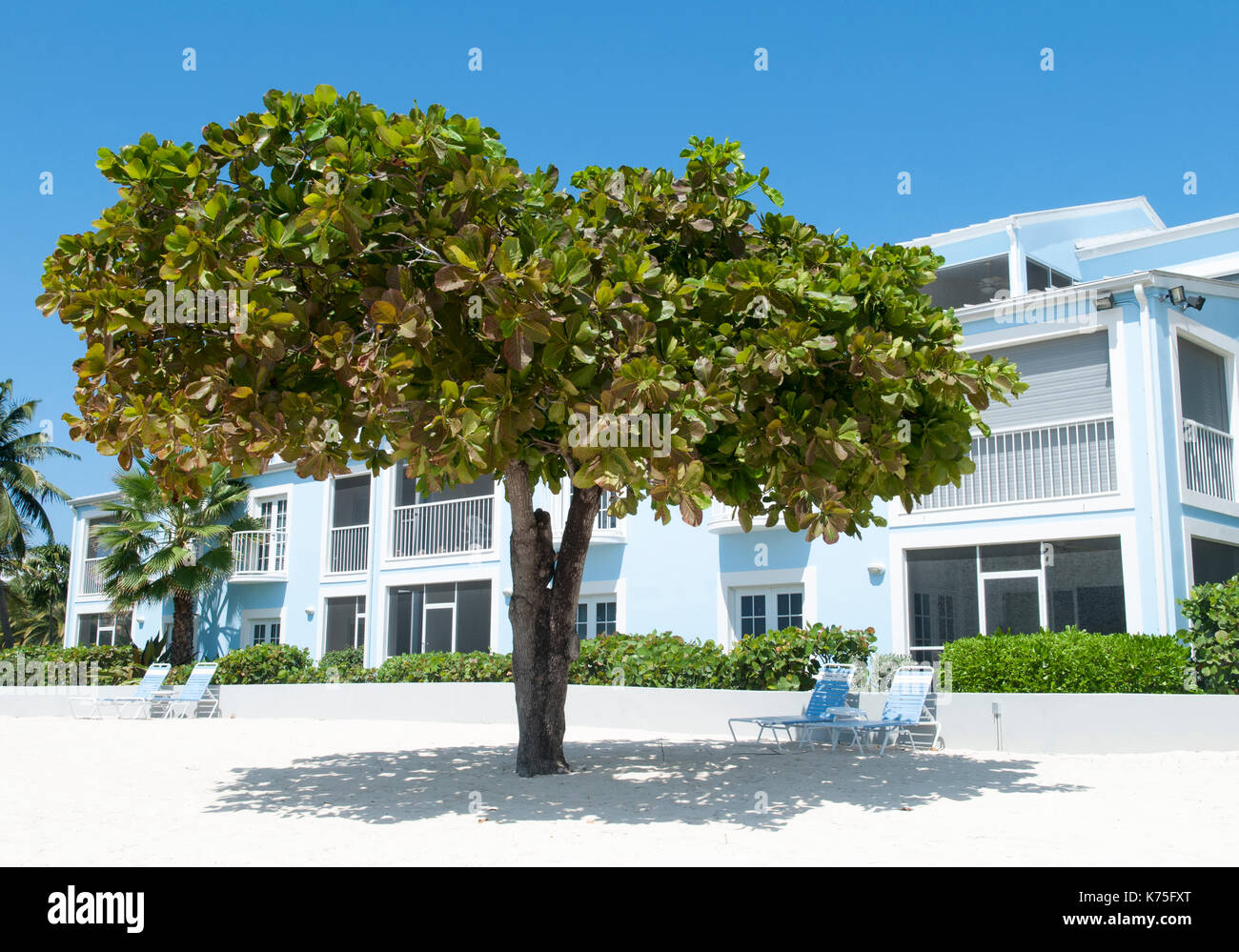 The tree offering the shadow on Grand Cayman island Seven Mile Beach ...