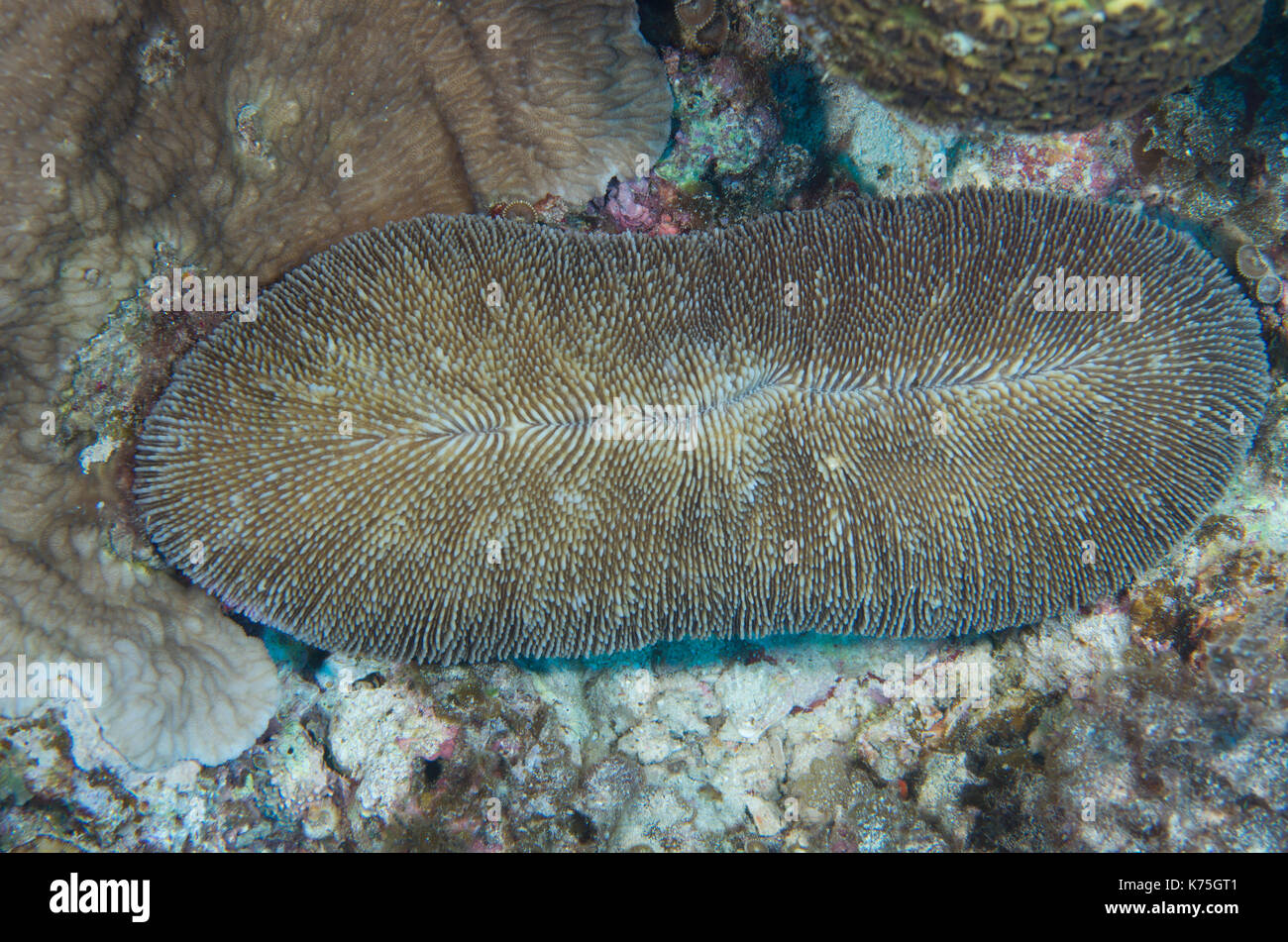 Mushroom coral Ctenactis echinata Stock Photo - Alamy