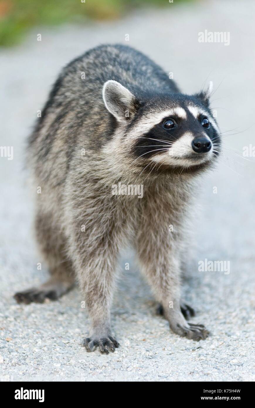 Canada, British Columbia, Vancouver, Stanley Park, raccoon (Procyon ...