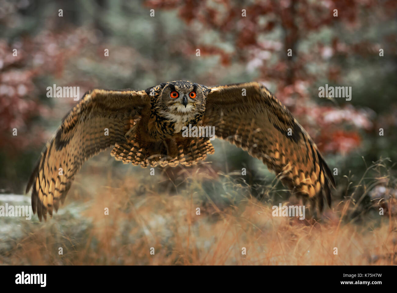 Eurasian Eagle-owl - Bubo bubo Stock Photo - Alamy