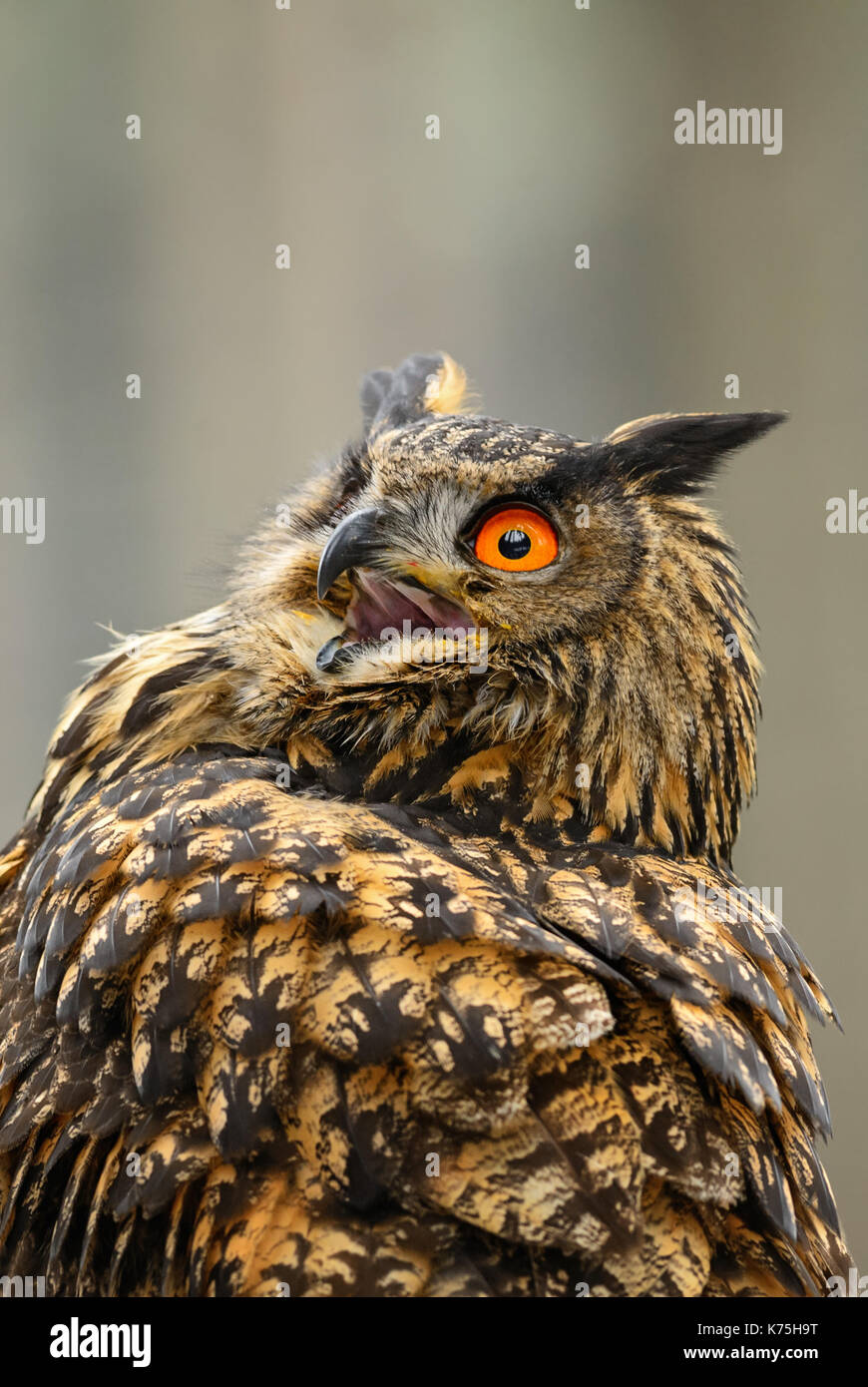Eurasian Eagle-owl - Bubo bubo Stock Photo - Alamy