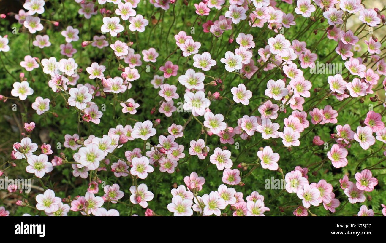 flowering moss, many bright flowers, background Stock Photo - Alamy