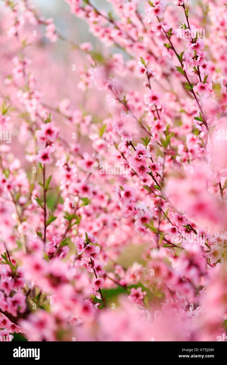 Loriol france hi-res stock photography and images - Alamy