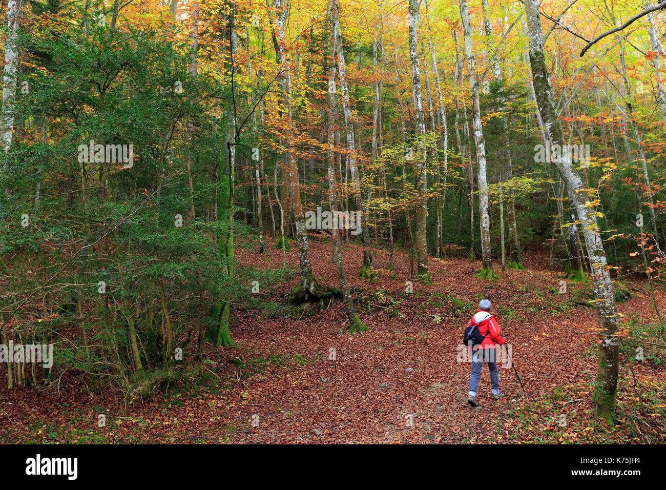 France, Drome, Saou, the forest of Saou Stock Photo - Alamy