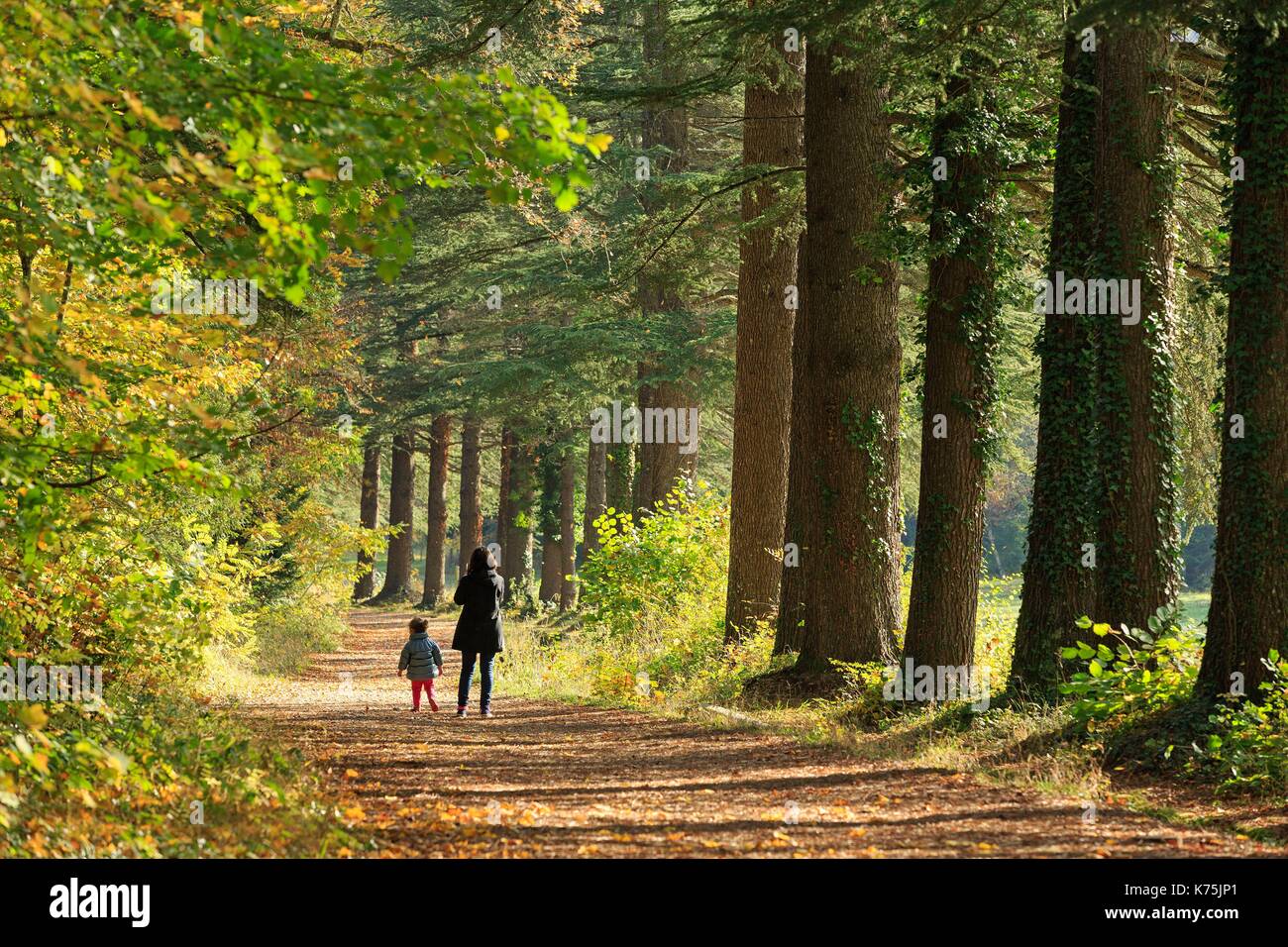 France, Drome, Saou, the forest of Saou Stock Photo - Alamy